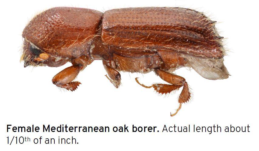 Invasive Mediterranean Oak Borer Threatens Significant Wilsonville Oak ...